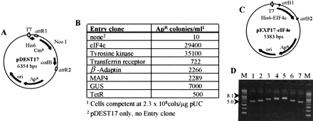 DNA Cloning Using In Vitro Site-Specific Recombination