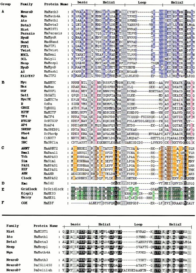 The Basic Helix-Loop-Helix Protein Family: Comparative Genomics and ...