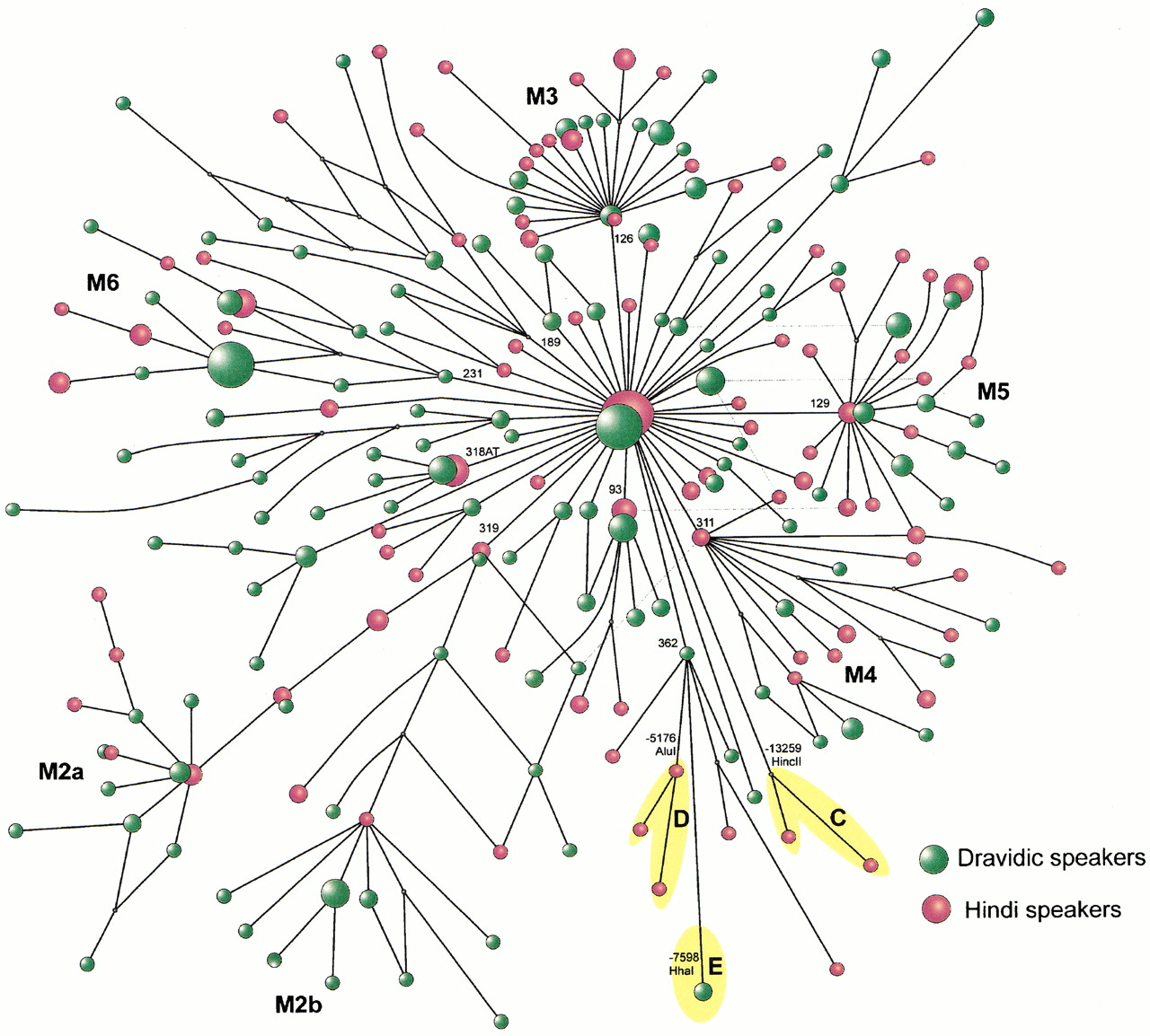 Genetic Evidence on the Origins of Indian Caste Populations