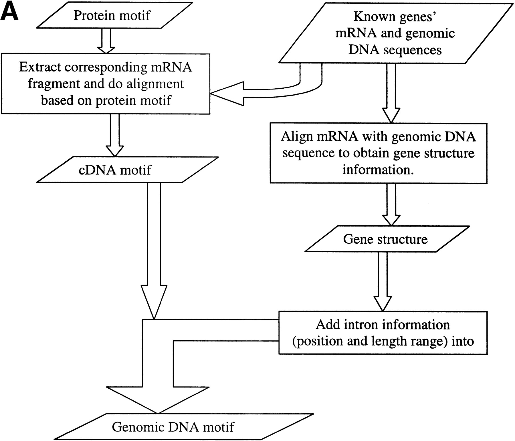 GFScan: A Gene Family Search Tool at Genomic DNA Level