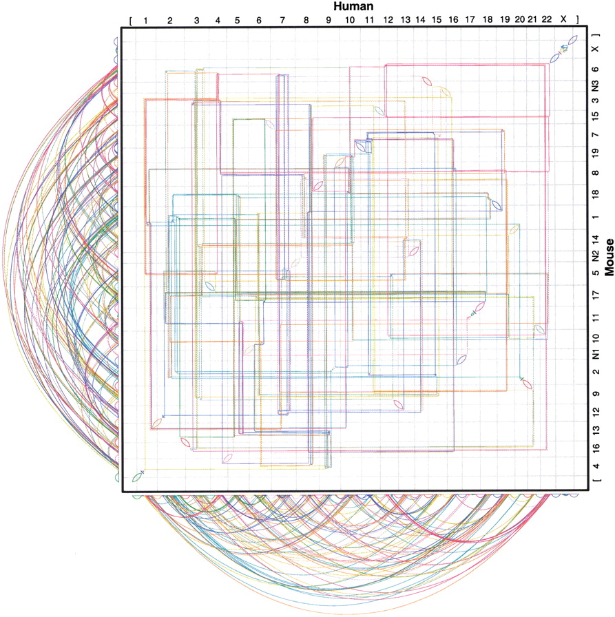 Genome Rearrangements in Mammalian Evolution: Lessons From Human and ...