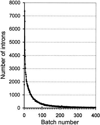 Mystery of Intron Gain