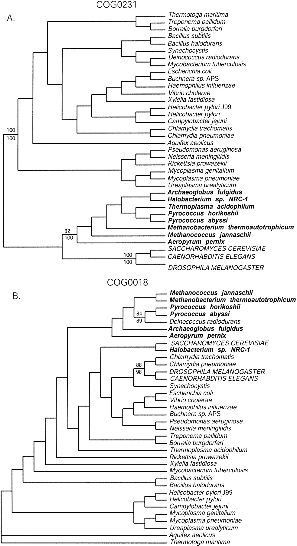 The Genetic Core of the Universal Ancestor