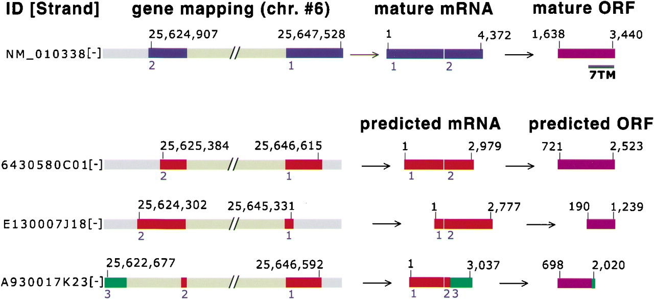 G Protein-Coupled Receptor Genes in the FANTOM2 Database