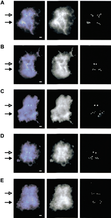 A Rapid Method of Genomic Array Analysis of Scaffold/Matrix Attachment ...