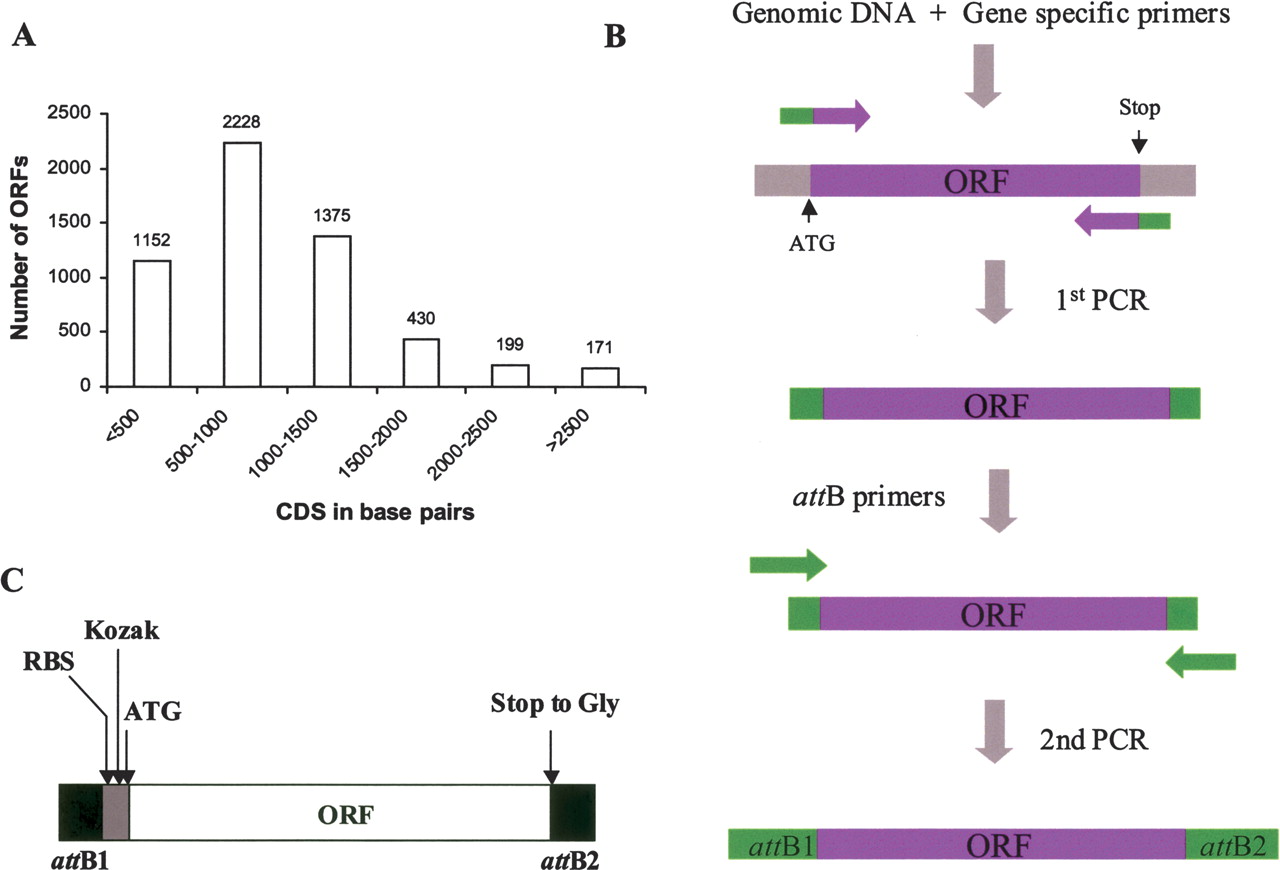 The Pseudomonas aeruginosa PA01 Gene Collection