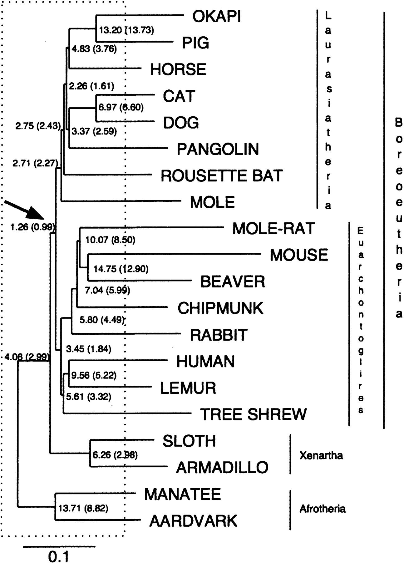 Reconstructing large regions of an ancestral mammalian genome in silico