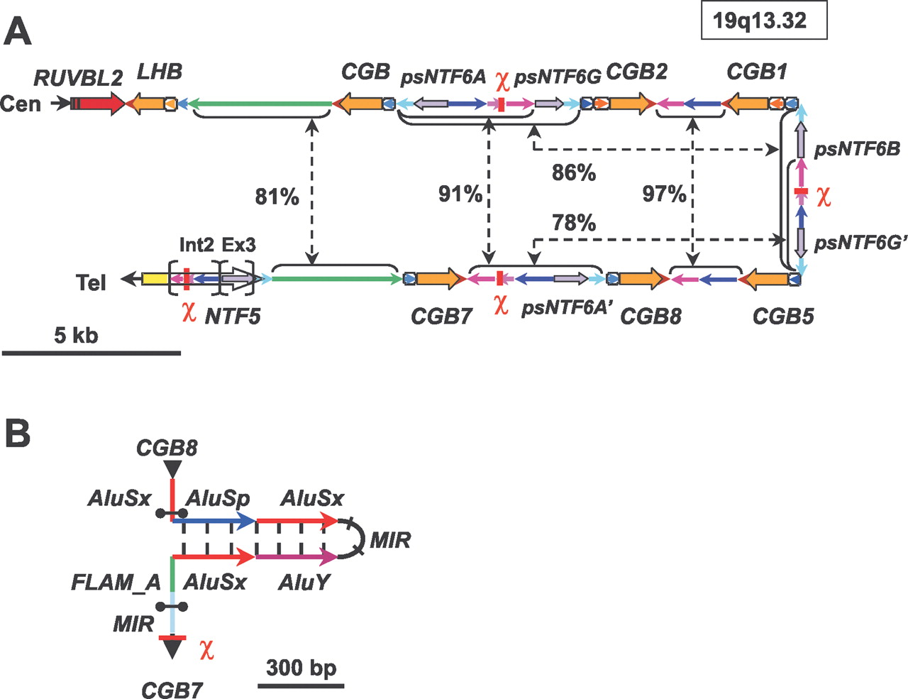 Segmental duplications and gene conversion: Human luteinizing hormone ...