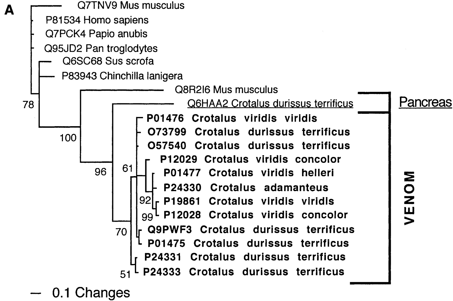 From genome to “venome”: Molecular origin and evolution of the snake ...