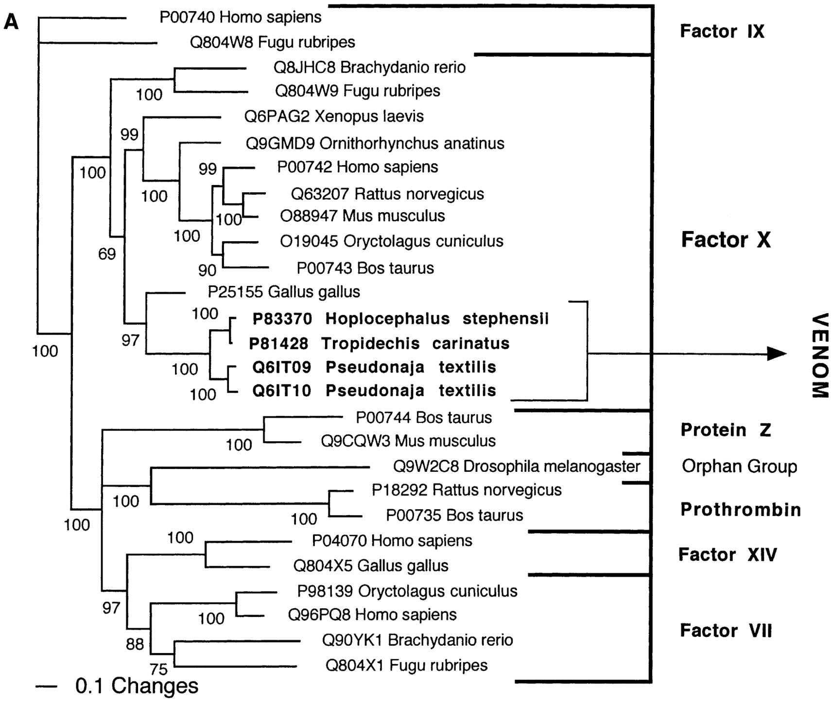 From genome to “venome”: Molecular origin and evolution of the snake ...
