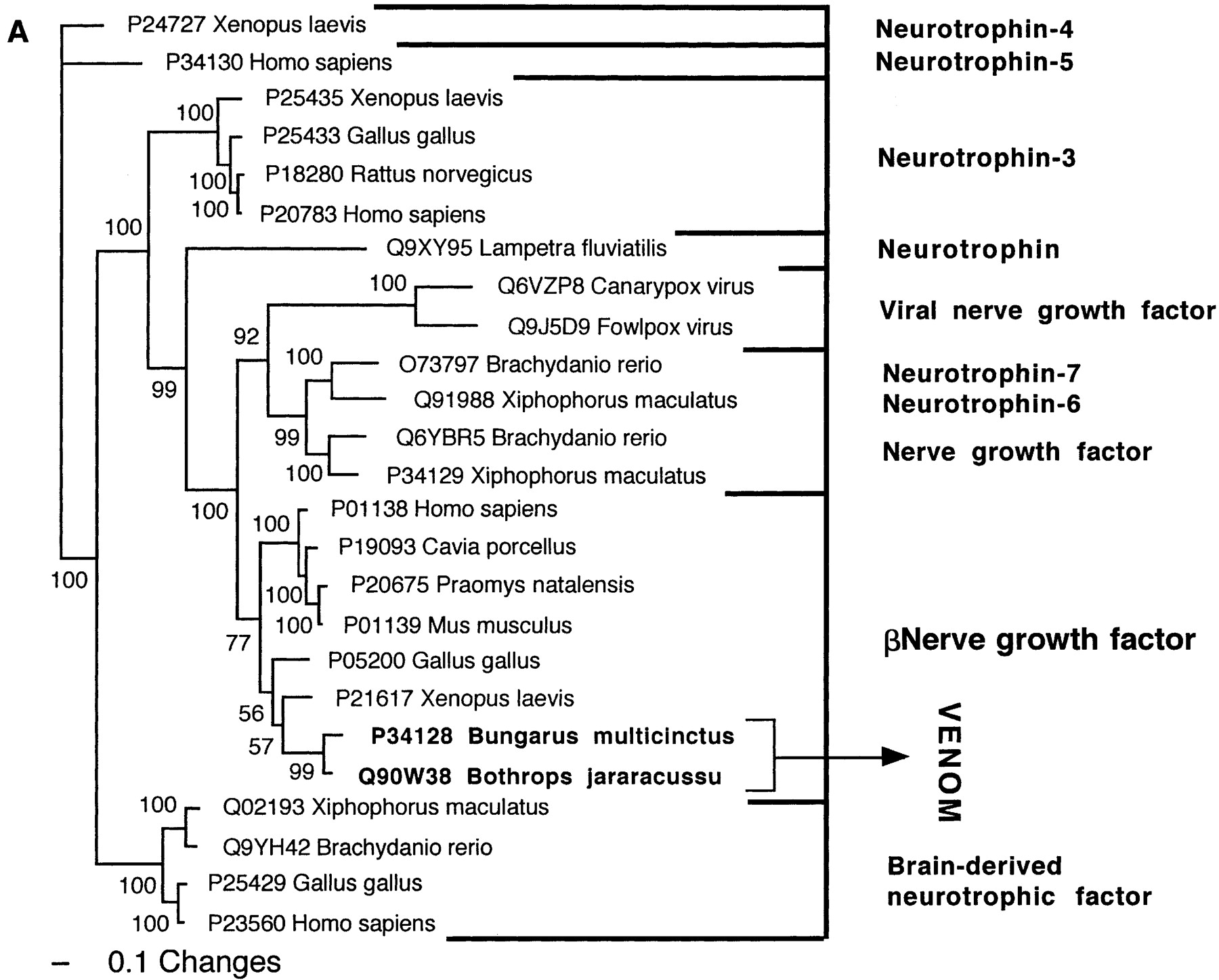 From genome to “venome”: Molecular origin and evolution of the snake ...