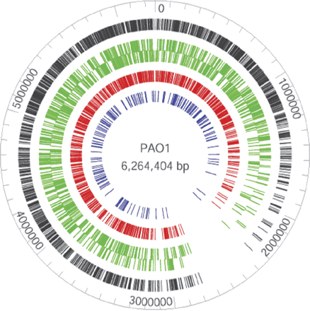 Construction of a mini-Tn5-luxCDABE mutant library in Pseudomonas ...