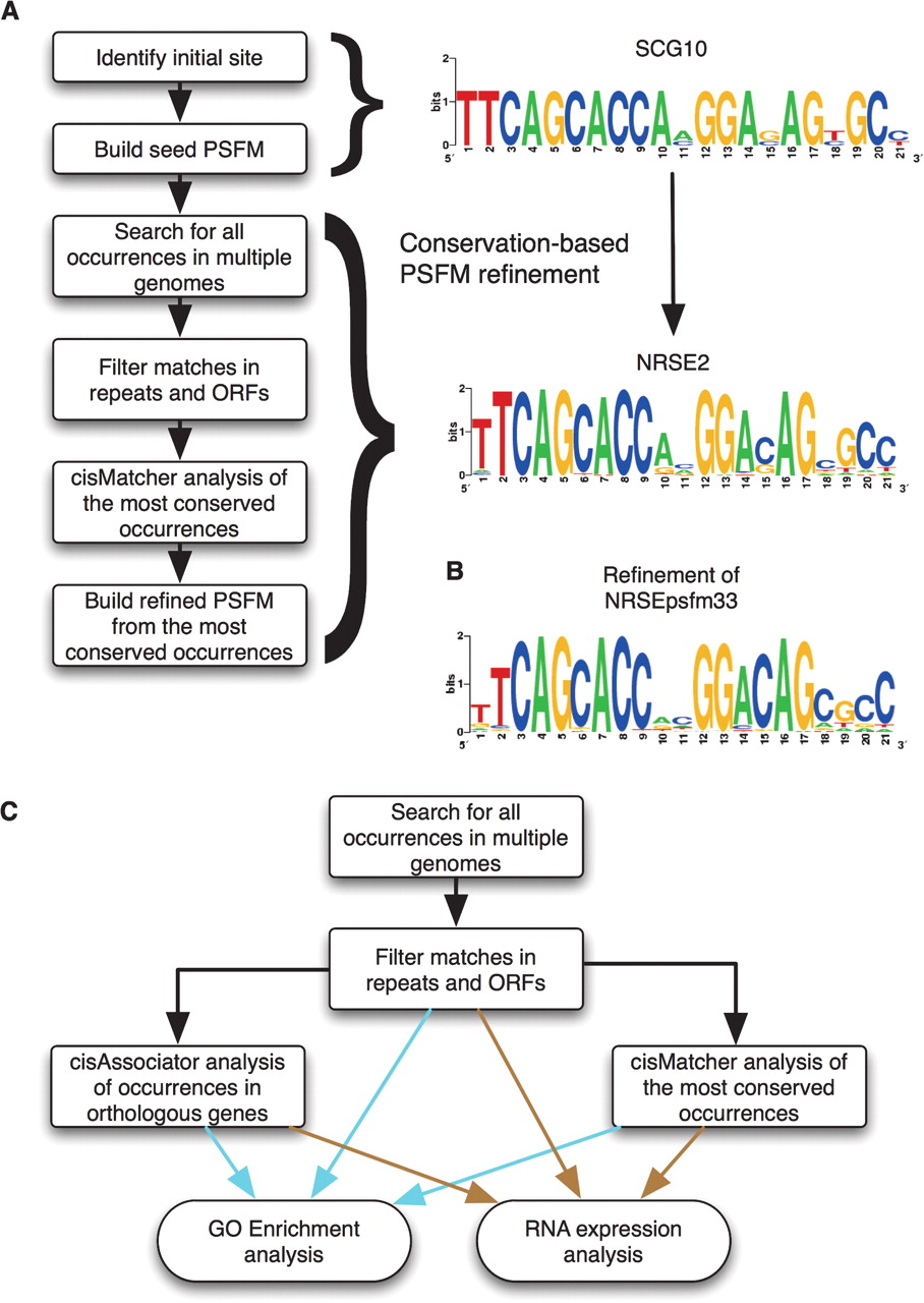 Comparative genomics modeling of the NRSF/REST repressor network: From ...
