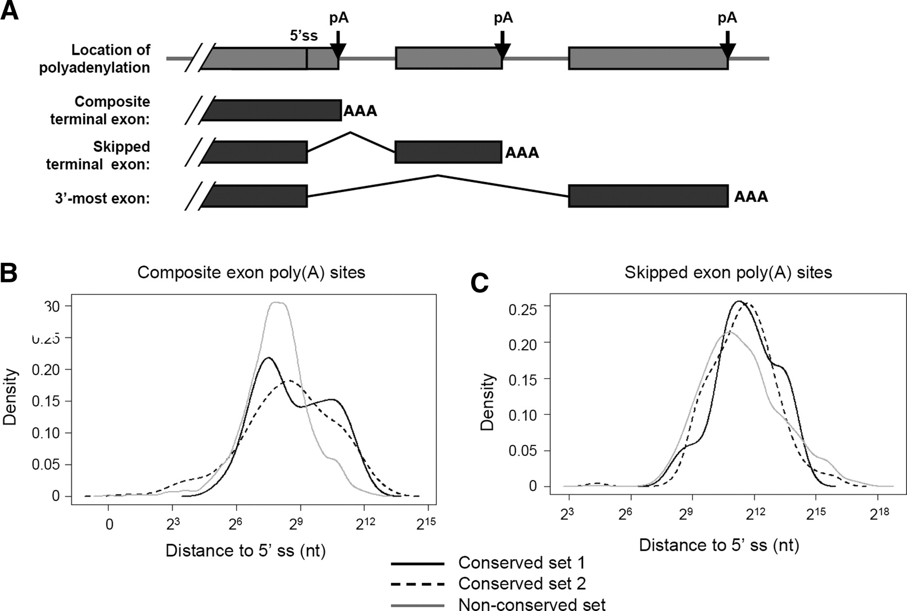 Widespread mRNA polyadenylation events in introns indicate dynamic ...