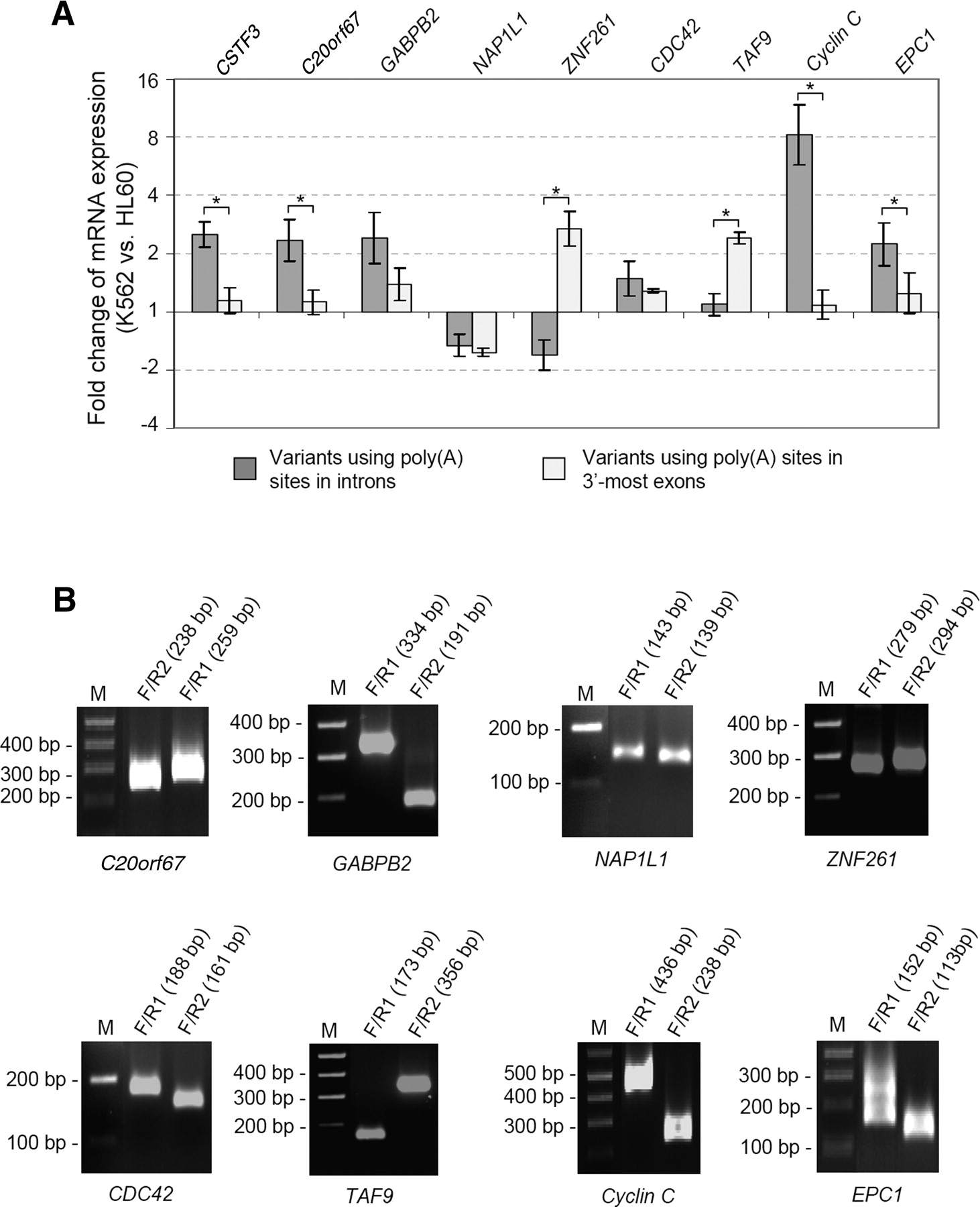 Widespread mRNA polyadenylation events in introns indicate dynamic ...