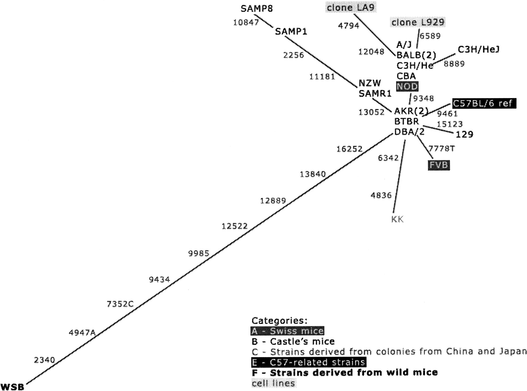 mtDNA phylogeny and evolution of laboratory mouse strains