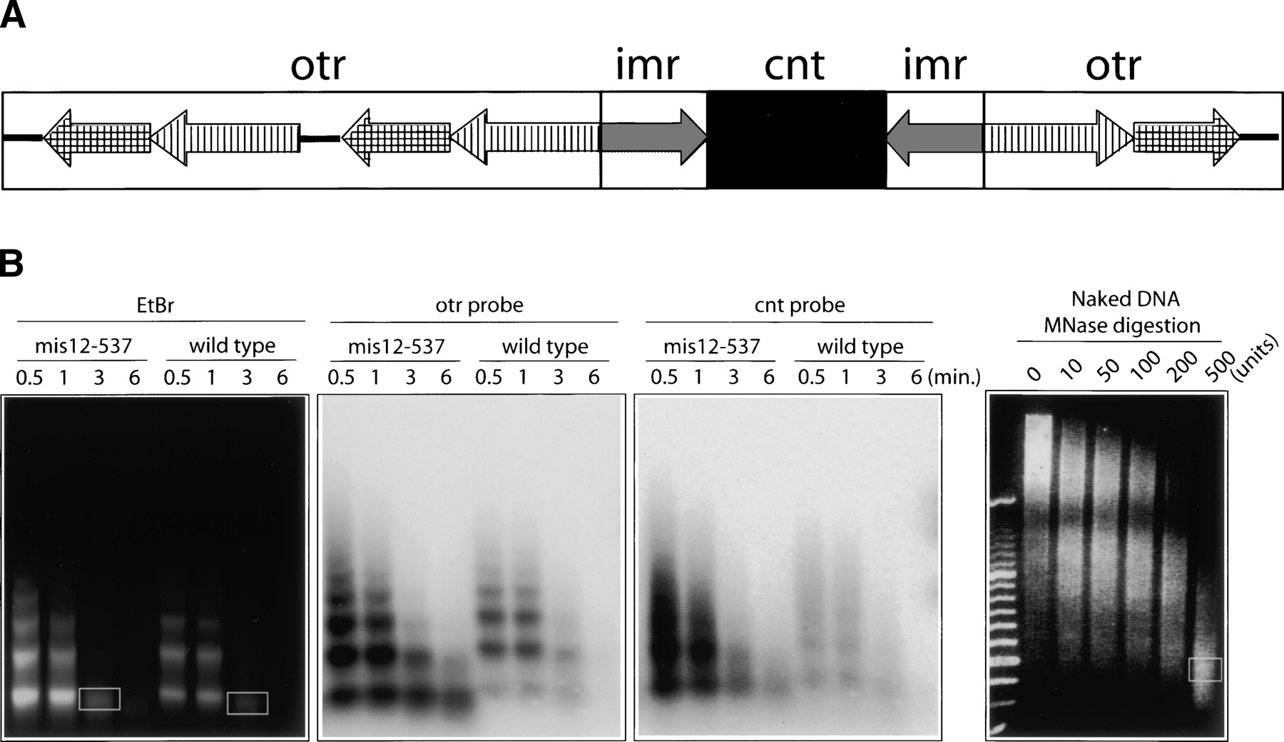 A high-resolution map of nucleosome positioning on a fission yeast ...