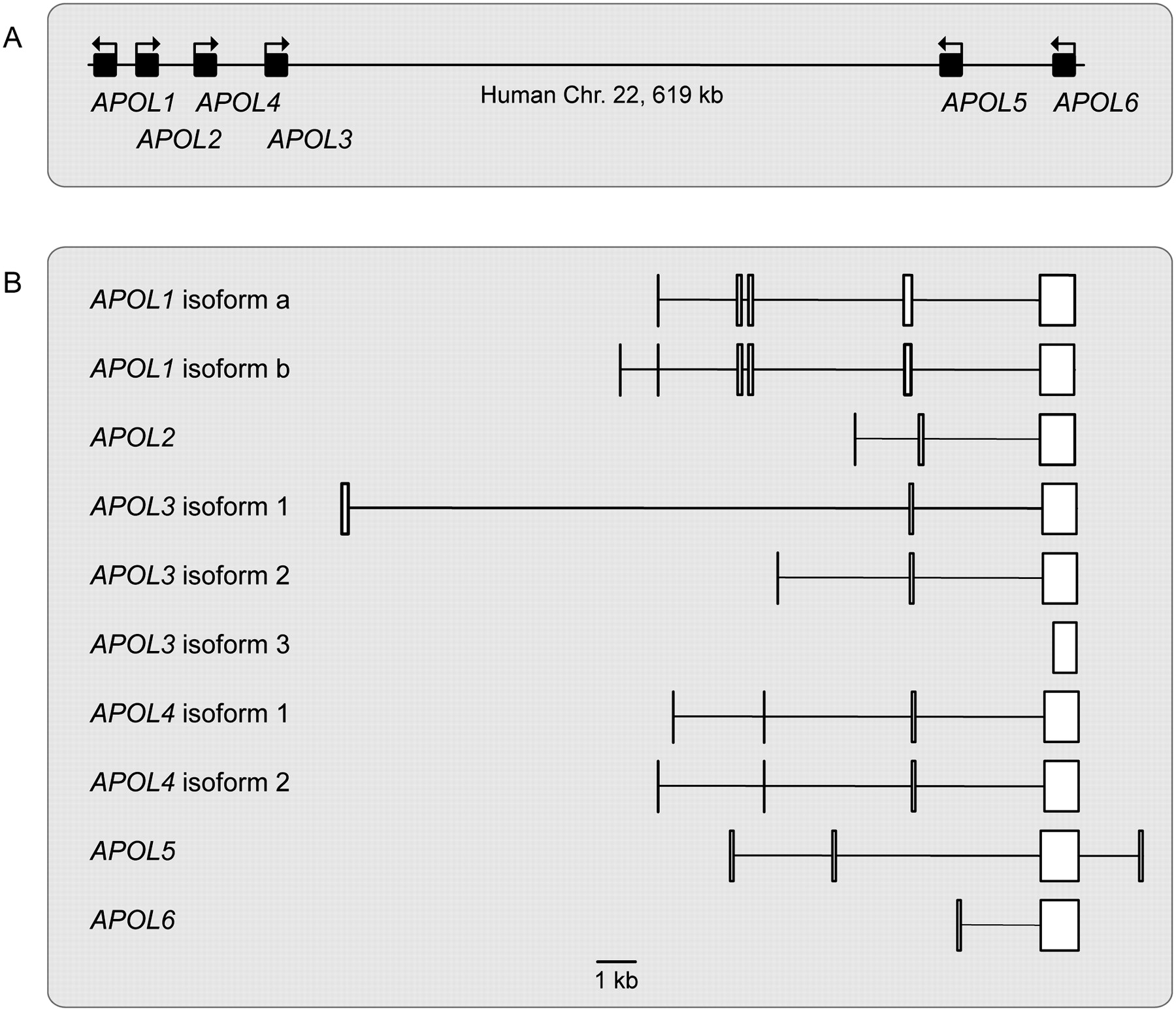 The apolipoprotein L family of programmed cell death and immunity genes ...