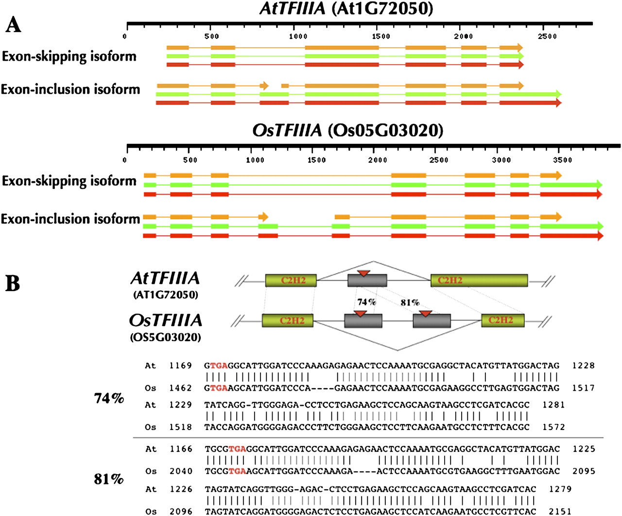 Alternative splicing of anciently exonized 5S rRNA regulates plant ...