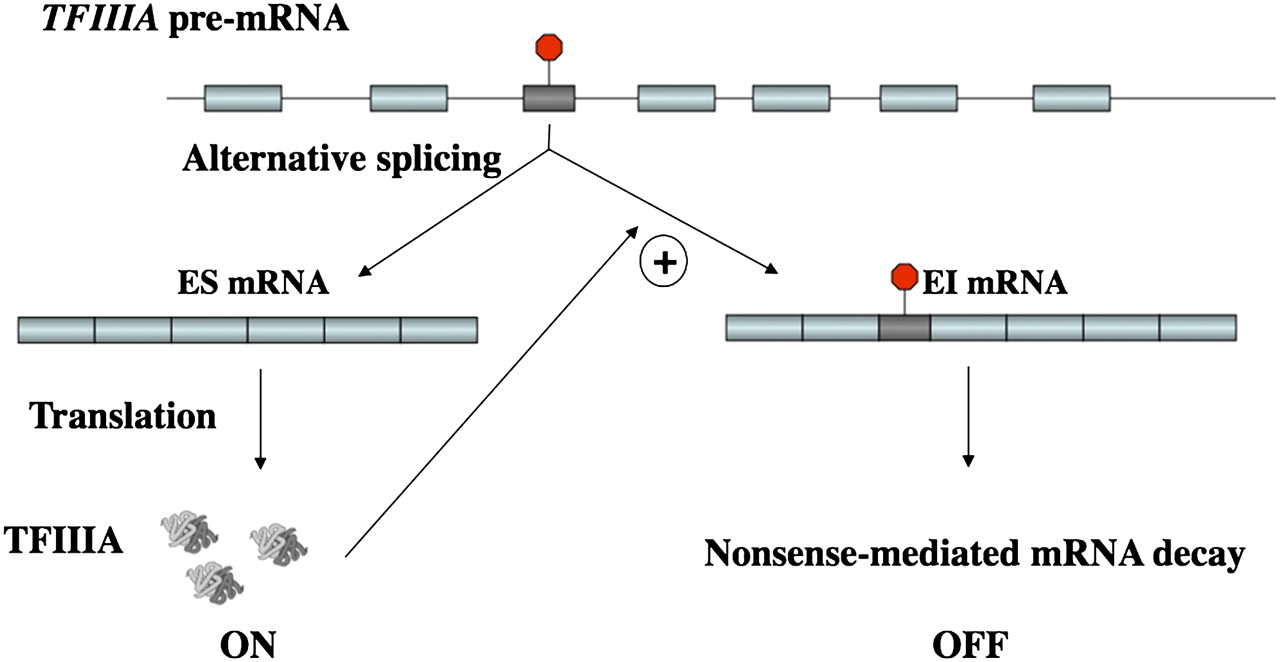 Alternative splicing of anciently exonized 5S rRNA regulates plant ...