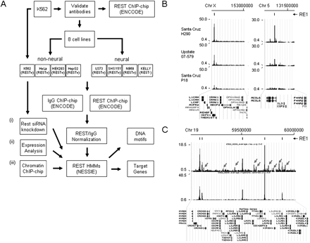 Functional diversity for REST (NRSF) is defined by in vivo binding ...