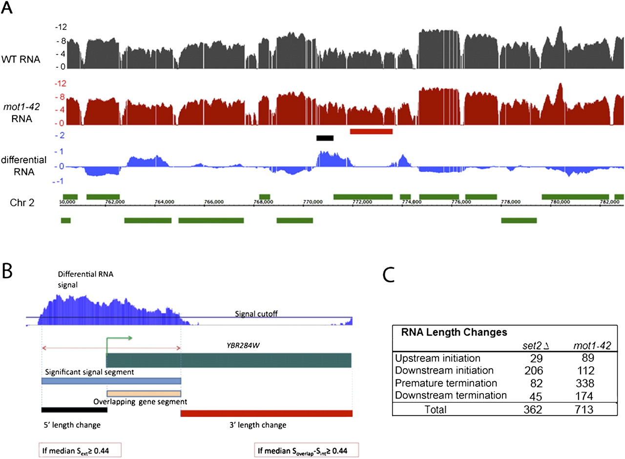 RNA synthesis precision is regulated by preinitiation complex turnover