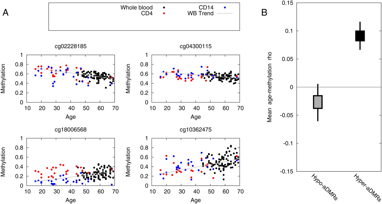 Human aging-associated DNA hypermethylation occurs preferentially at ...
