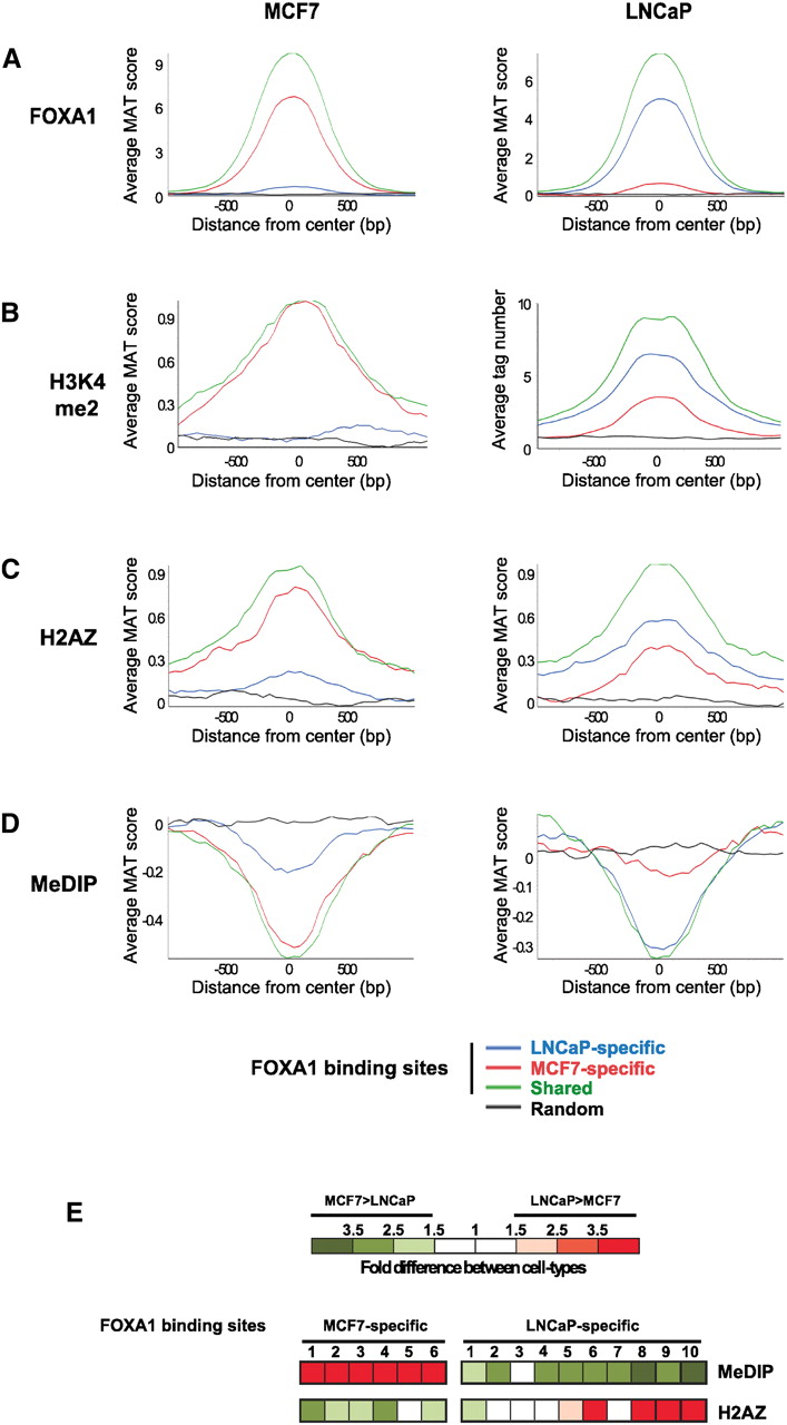 Epigenetic switch involved in activation of pioneer factor FOXA1 ...