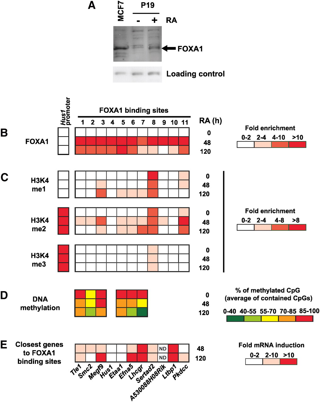 Epigenetic switch involved in activation of pioneer factor FOXA1 ...