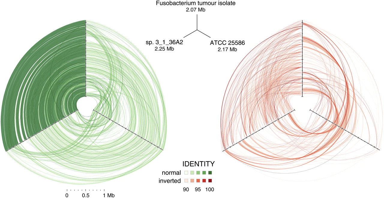 Fusobacterium nucleatum infection is prevalent in human colorectal ...