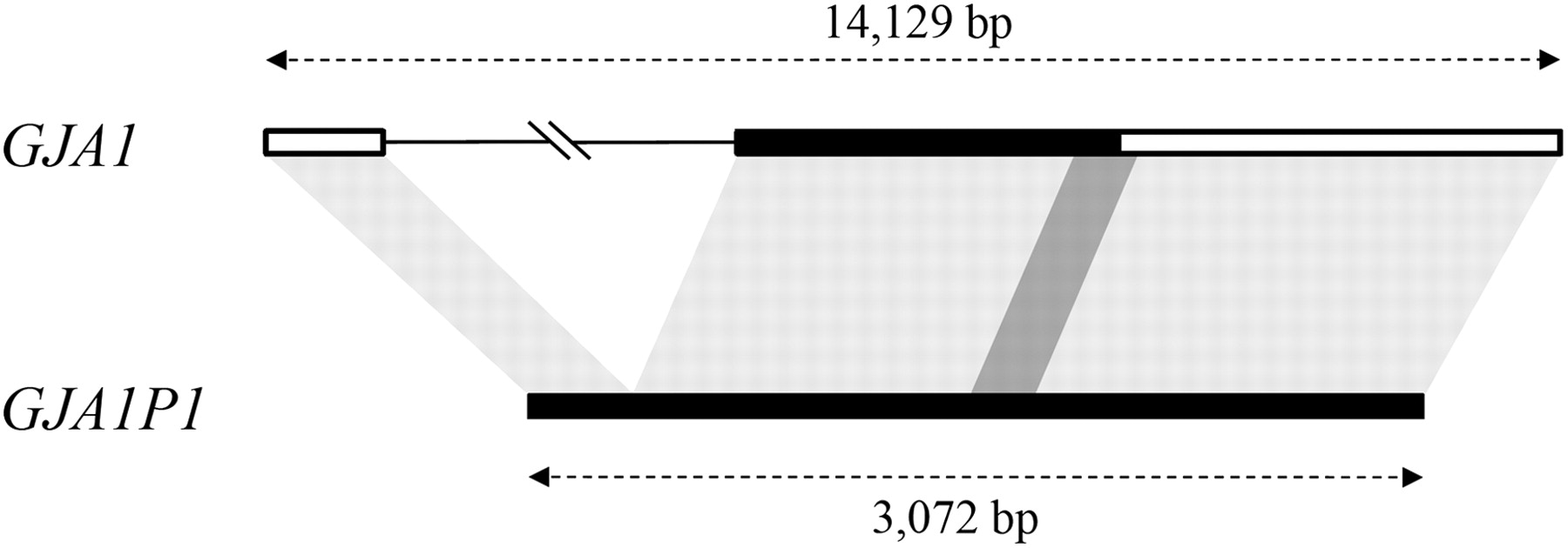 Interlocus gene conversion events introduce deleterious mutations into ...