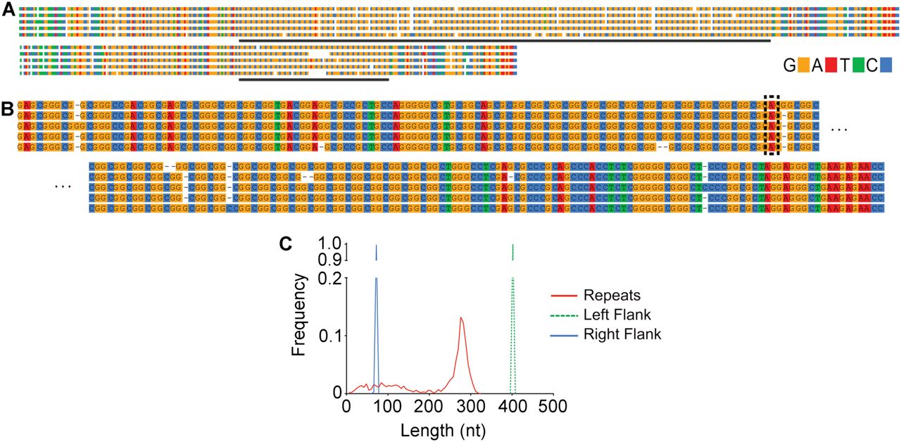Sequencing the unsequenceable: Expanded CGG-repeat alleles of the ...