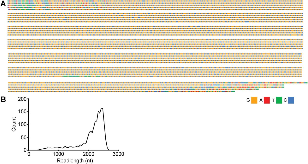 Sequencing the unsequenceable: Expanded CGG-repeat alleles of the ...