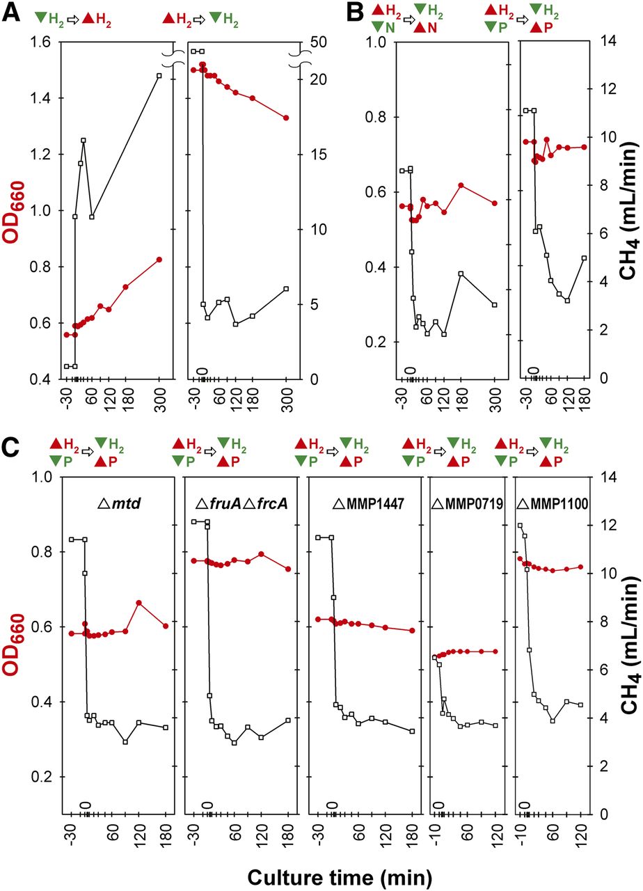 A systems level predictive model for global gene regulation of ...
