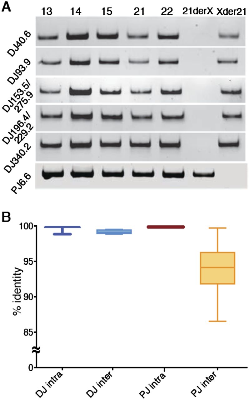 The shared genomic architecture of human nucleolar organizer regions