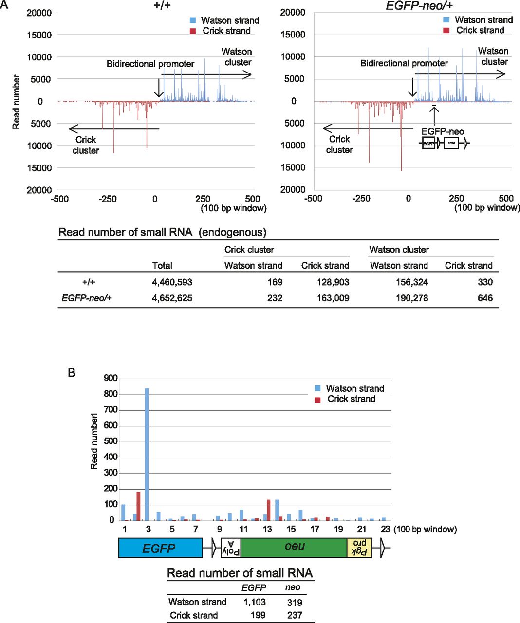 Targeted gene silencing in mouse germ cells by insertion of a ...