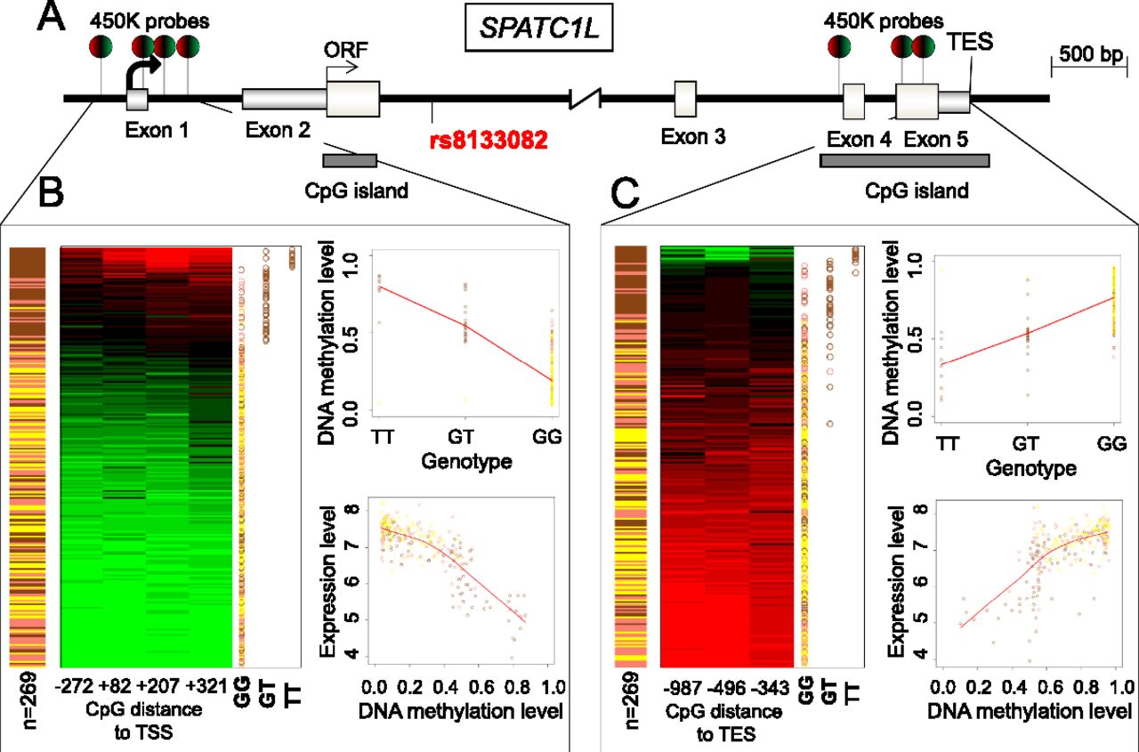 DNA methylation contributes to natural human variation