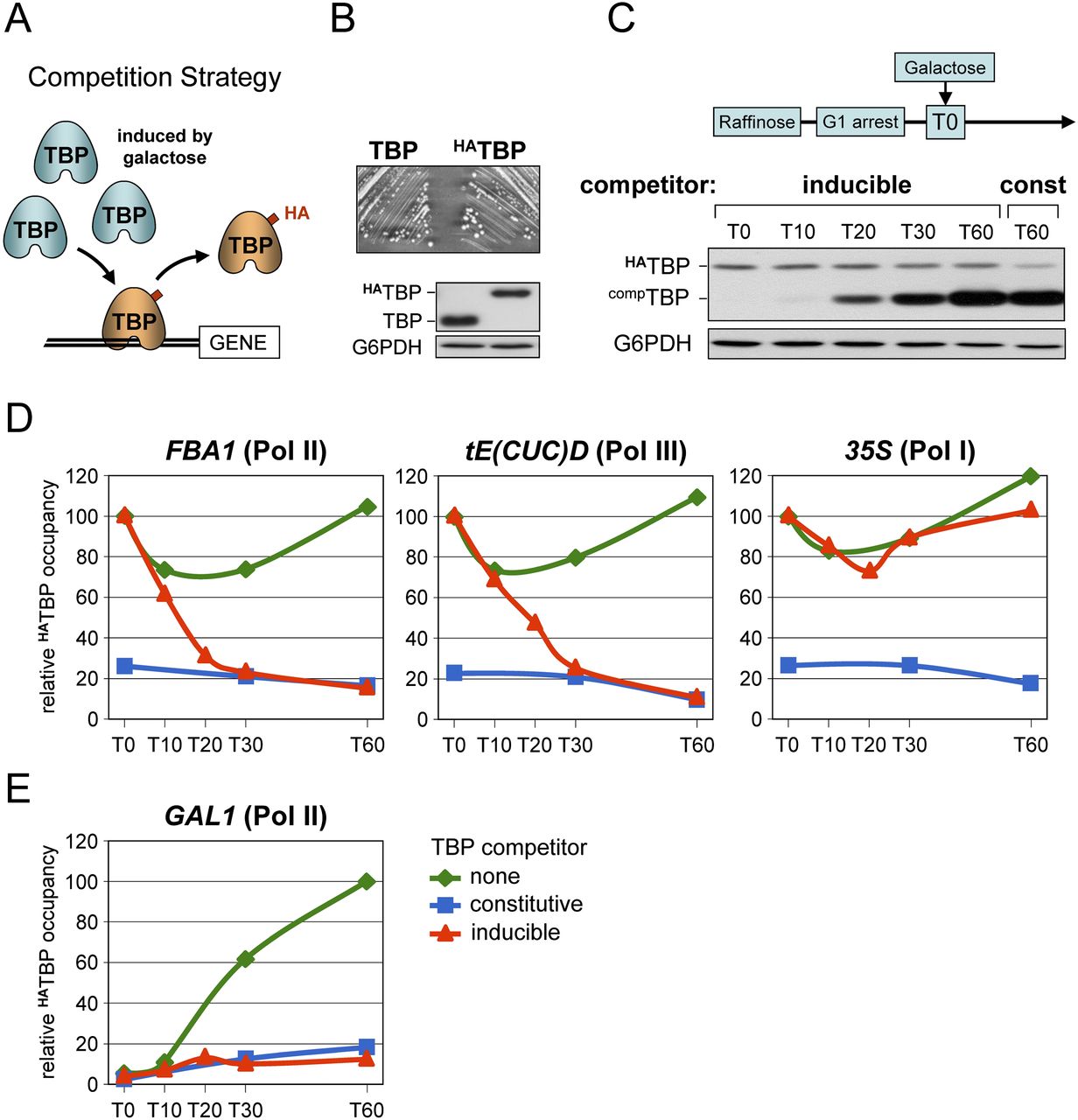 Independent RNA polymerase II preinitiation complex dynamics and ...