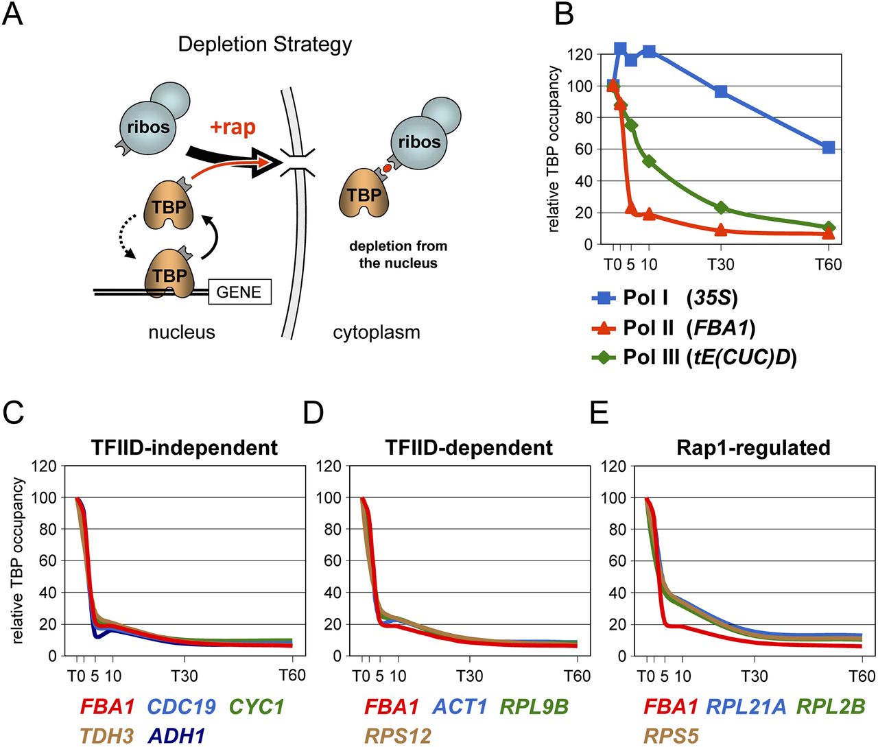 Independent RNA polymerase II preinitiation complex dynamics and ...