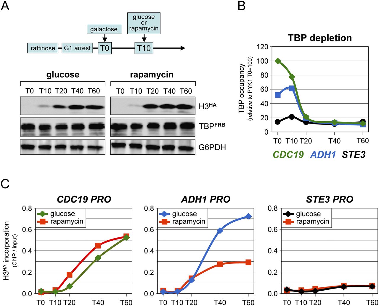 Independent RNA polymerase II preinitiation complex dynamics and ...