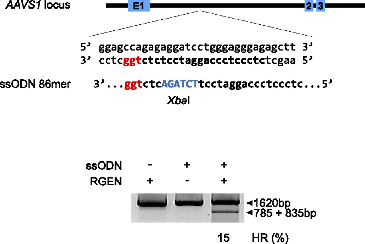 Highly efficient RNA-guided genome editing in human cells via delivery ...