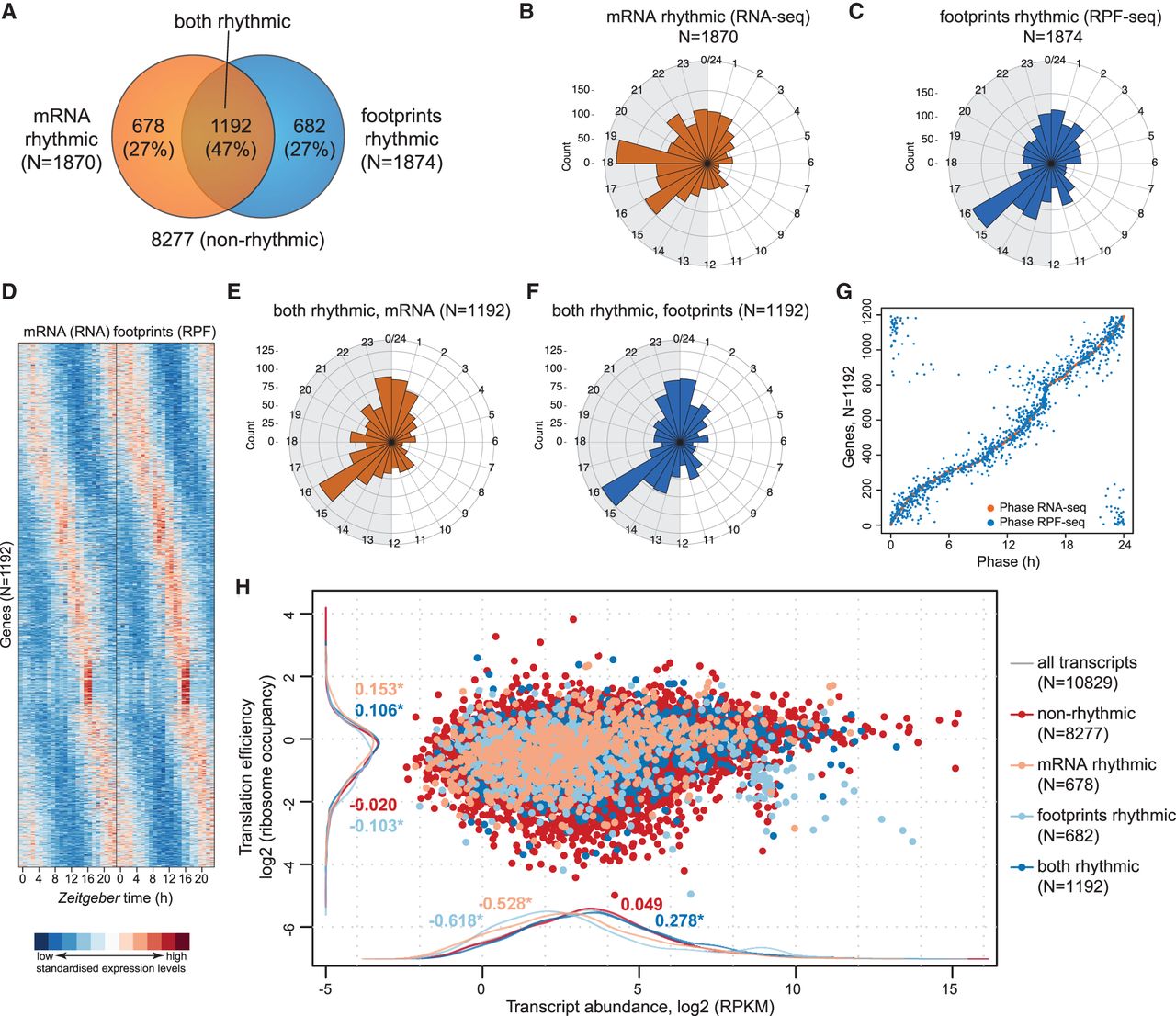 Ribosome profiling reveals the rhythmic liver translatome and circadian ...