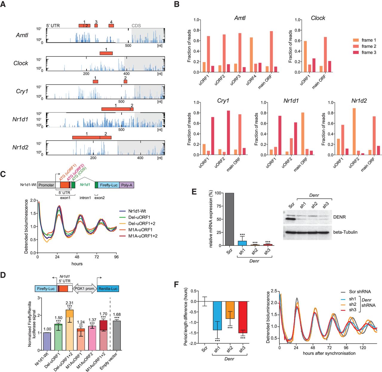 Ribosome profiling reveals the rhythmic liver translatome and circadian ...