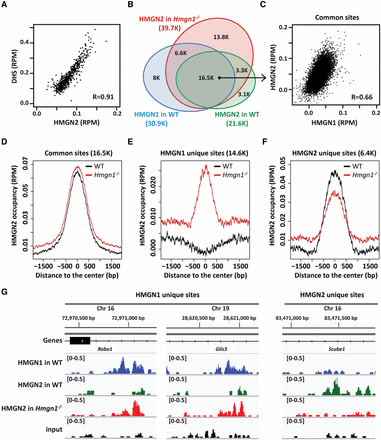 Functional compensation among HMGN variants modulates the DNase I ...