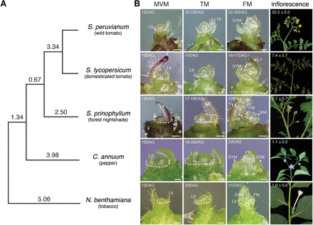 The evolution of inflorescence diversity in the nightshades and ...