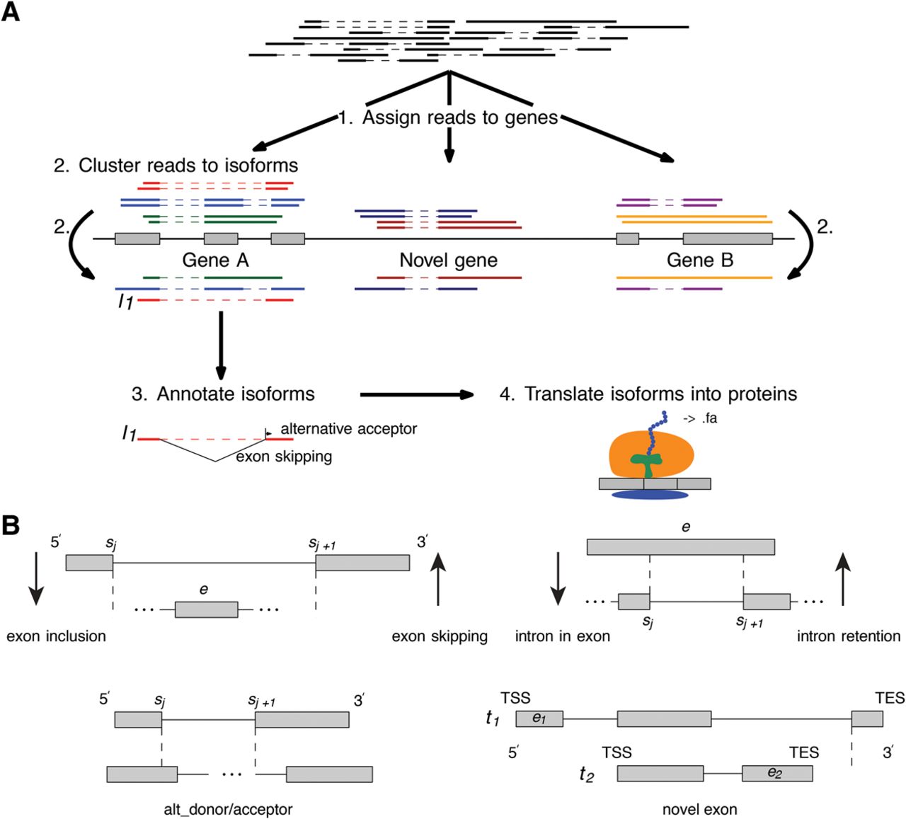 The dynamic landscape of fission yeast meiosis alternative-splice isoforms