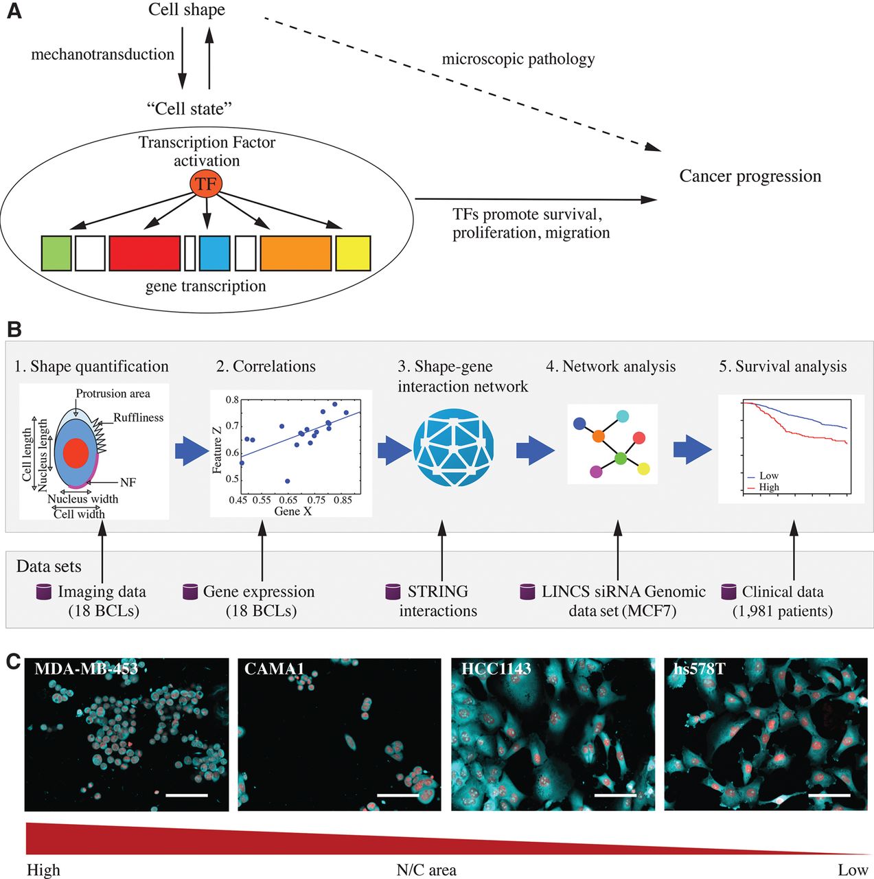 Identification of clinically predictive metagenes that encode ...
