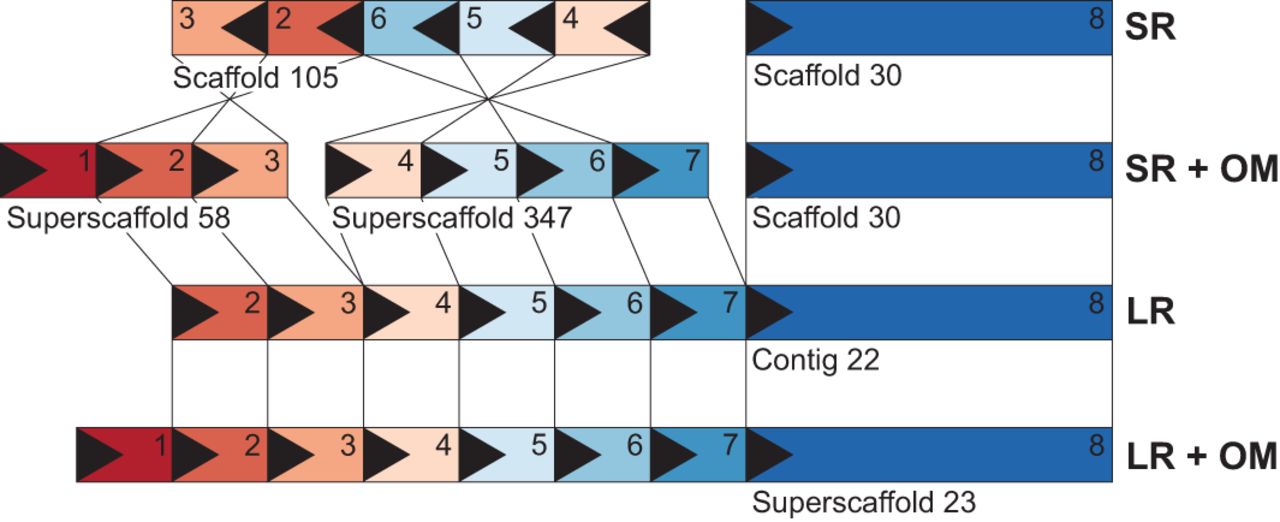 Combination of short-read, long-read, and optical mapping assemblies ...