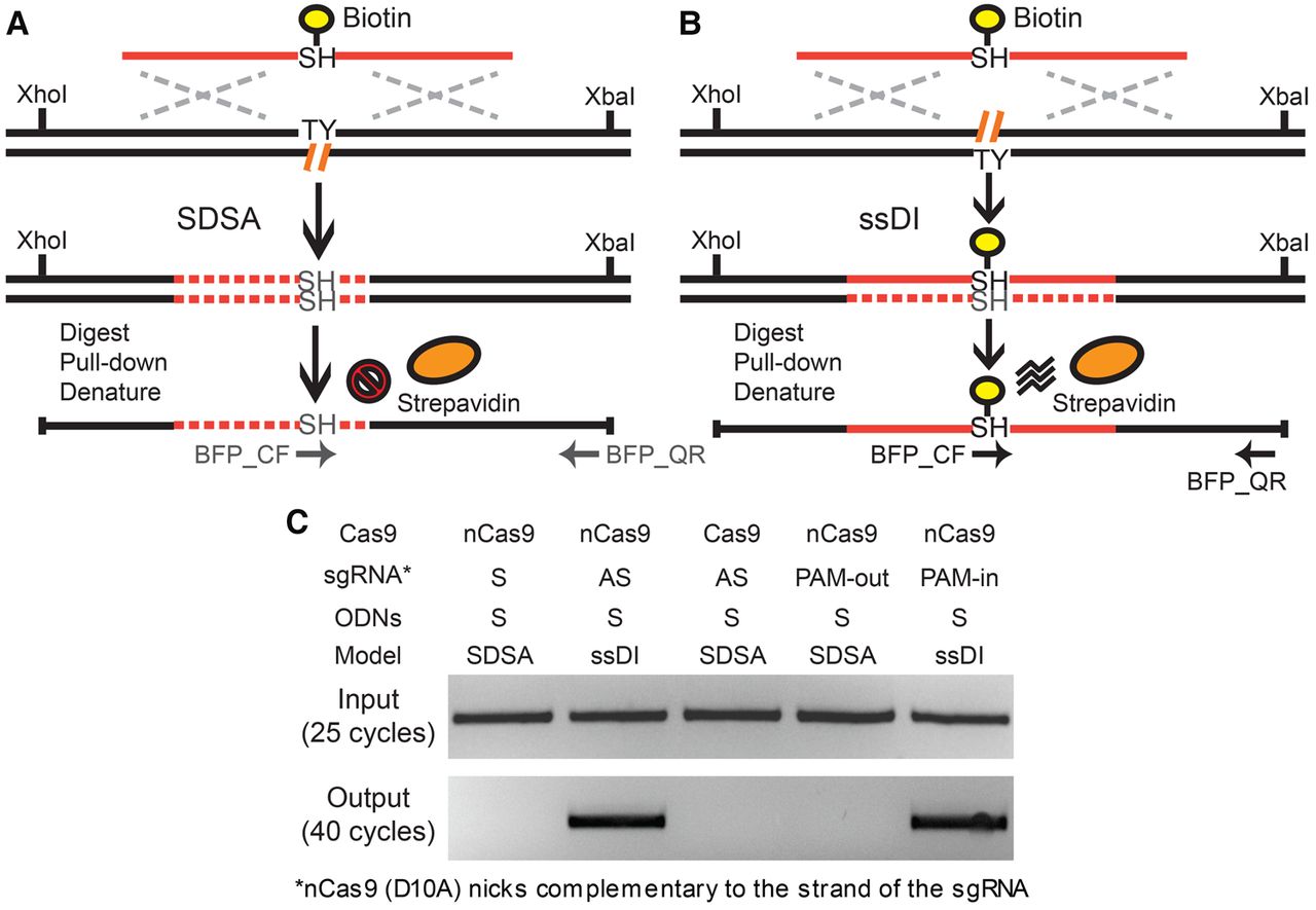 Mechanisms of precise genome editing using oligonucleotide donors