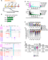 Pioneering, chromatin remodeling, and epigenetic constraint in early T ...